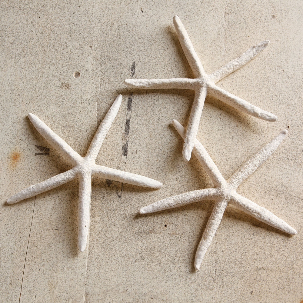 Large Finger Starfish Seashell - Froy.com