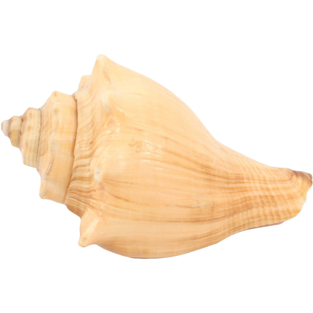 Fox Shell Seashell - Froy.com