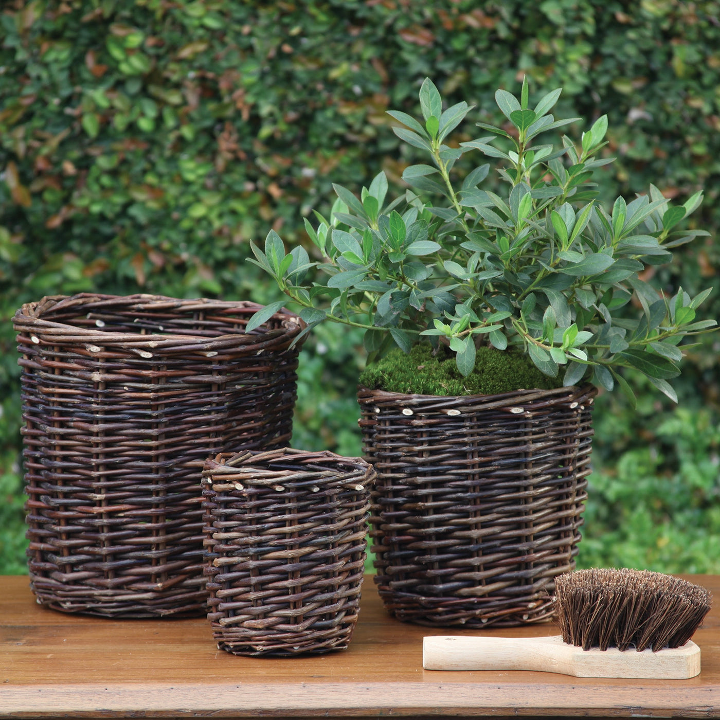Orchard Willow Cachepots - Froy.com
