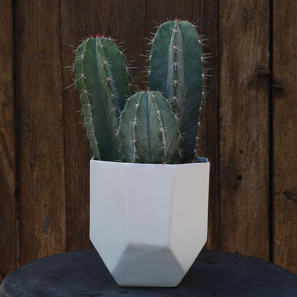 Luna Ceramic Vase - Froy.com