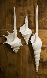 Delaware Shell Wall Decor (Set of 3) - Froy.com